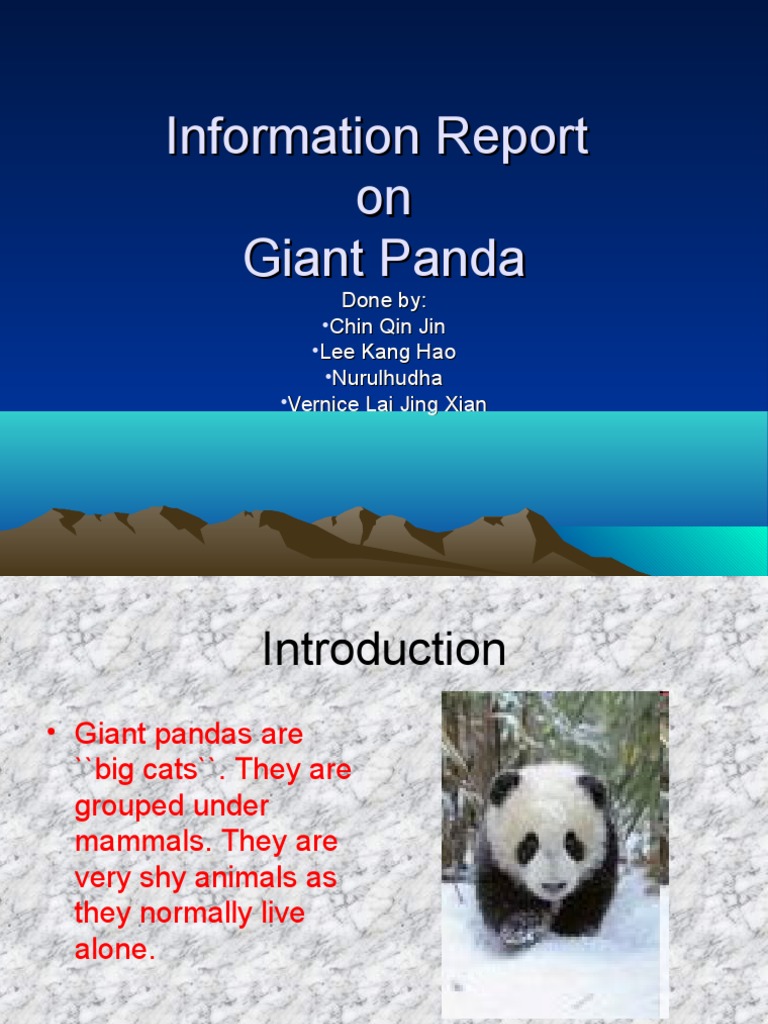 Information Report On Pandas | PDF | Giant Panda | Organisms