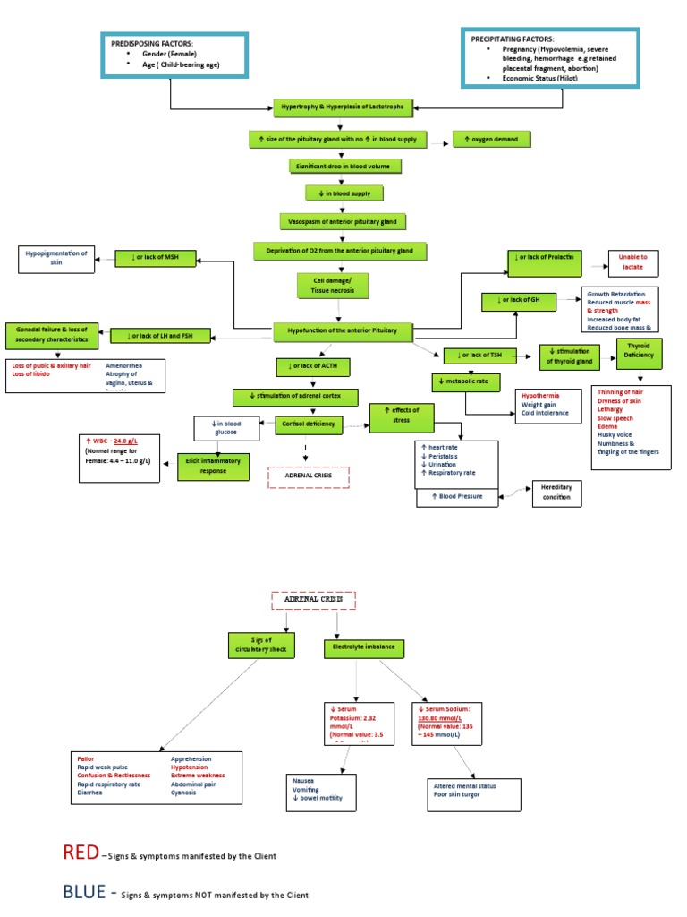 Sheehan's Syndrome Pathophysiology | Adrenal Gland | Diseases And Disorders