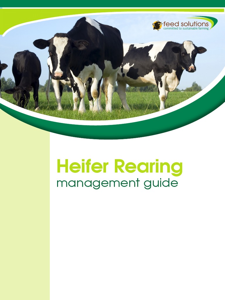 Heifer Rearing Management Guide - Pv | Calf | Dairy Farming