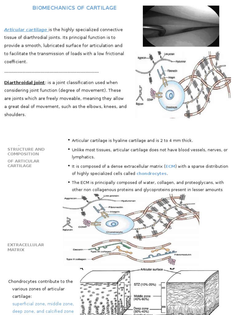 Biomechanics of Cartilage | PDF | Cartilage | Extracellular Matrix