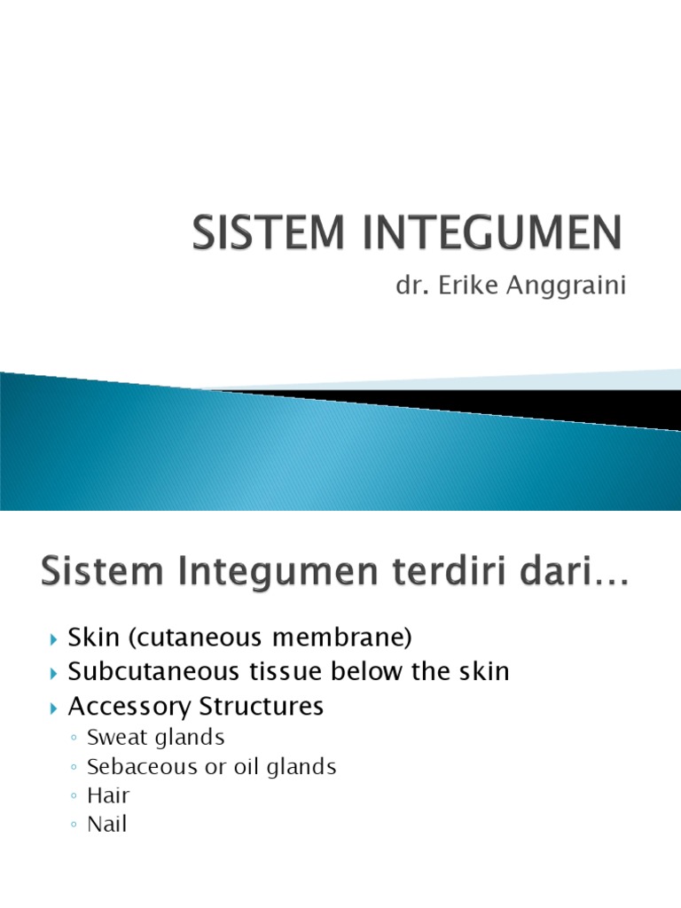 Sistem Integumen | PDF | Skin | Epidermis