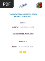 Anatomía del Ojo Canino y Tratamiento | PDF | Glaucoma | Ojo humano