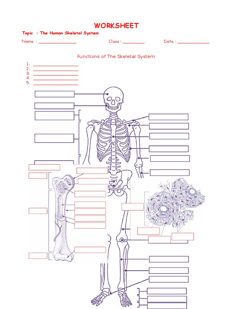 Skeletal System Study Guide | PDF