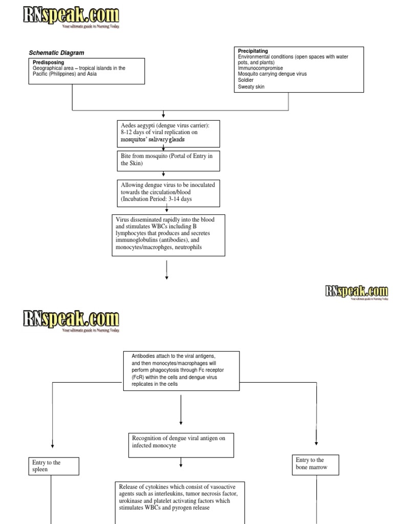 Dengue Fever Pathophysiology Flowchart | PDF