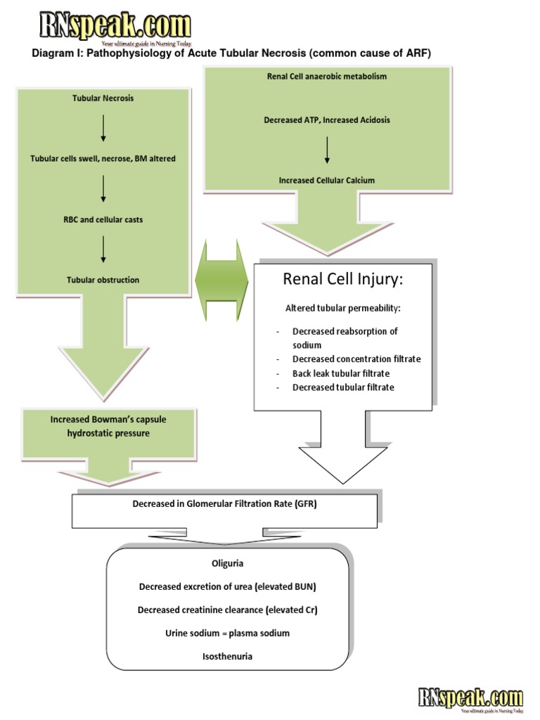 Pathophysiology of Acute Tubular Necrosis