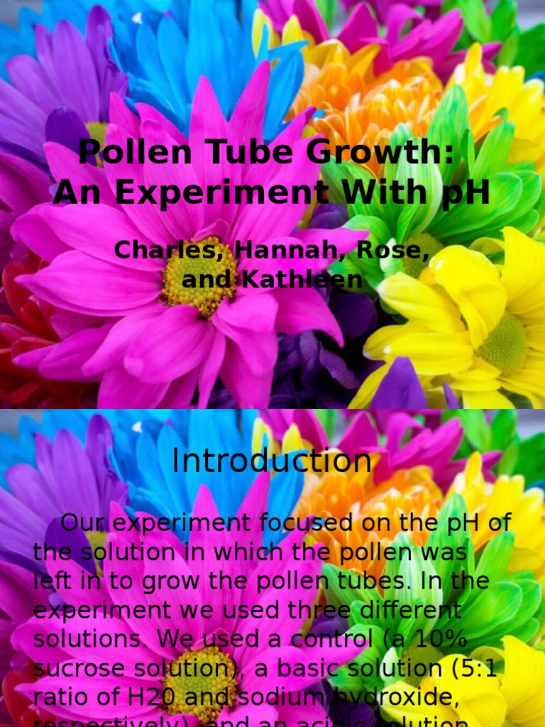 Pollen Tube Growth Presentation | PDF | Ph | Flowers