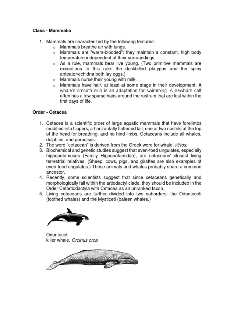 Killer Whale | PDF | Cetacea | Killer Whale
