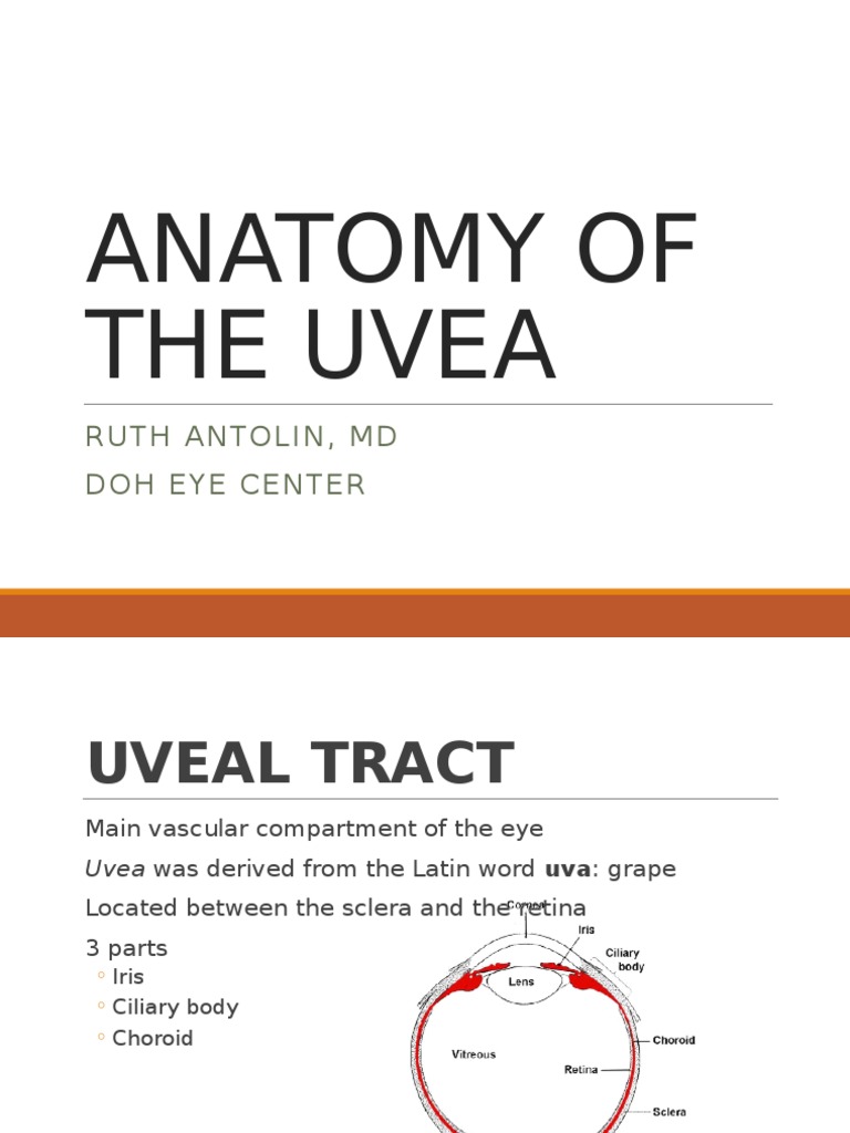Anatomy of The Uvea: Ruth Antolin, MD Doh Eye Center | PDF | Epithelium ...