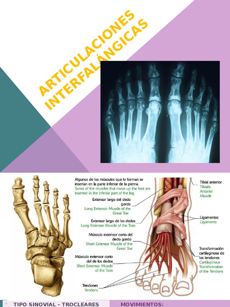 Articulaciones Interfalángicas | PDF | Dedo del pie | Pie