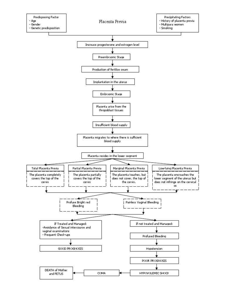 Placenta Previa Pathophysiology | PDF | Placenta | Uterus