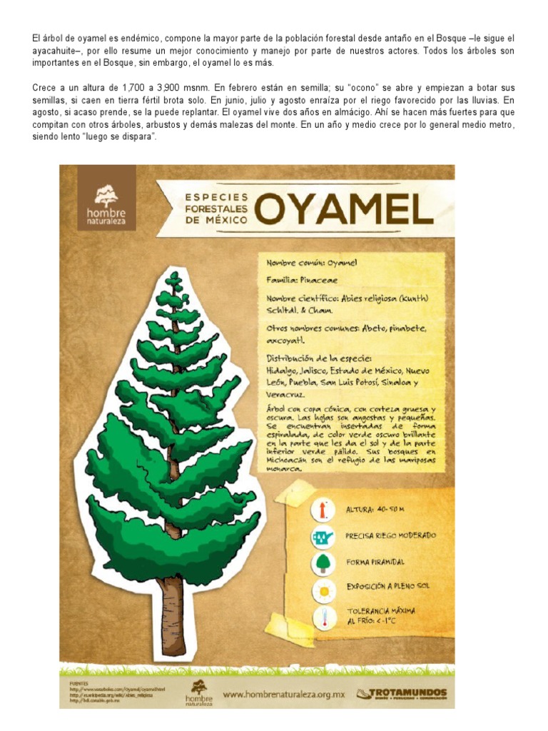 Características del árbol de oyamel | PDF | México | Turismo