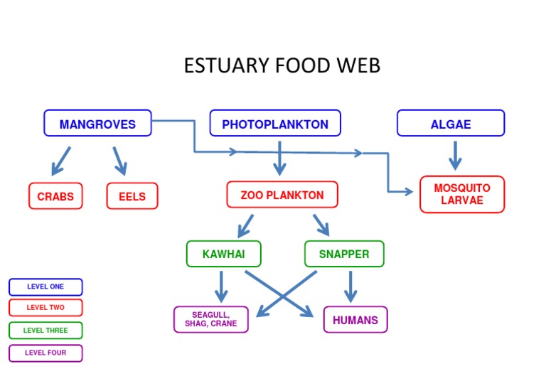Estuary Food Web Overview | PDF