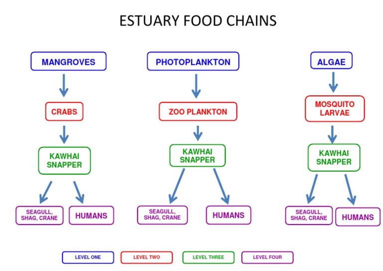 Estuary Food Chains: Photoplankton Mangroves Algae | PDF