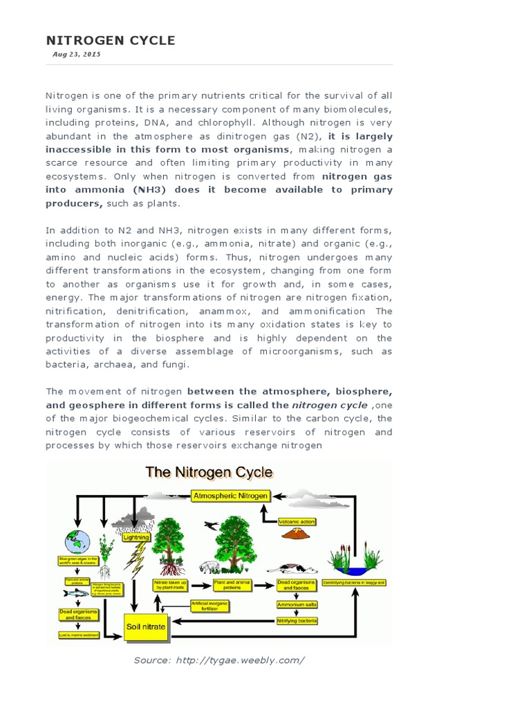 Nitrogen Cycle | PDF | Nitrogen | Ecosystem