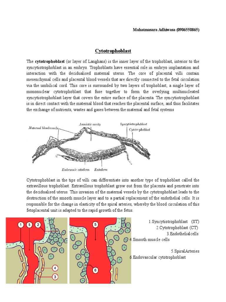 Cytotrophoblast Function in Embryo Development | PDF