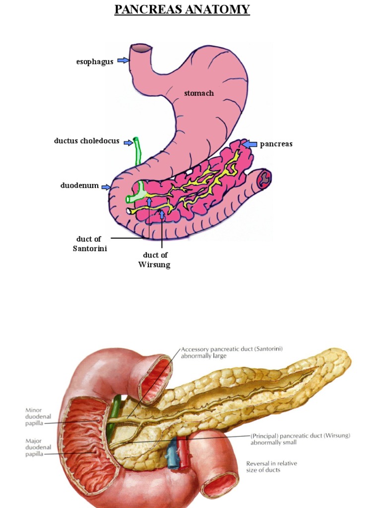 Pancreas Anatomy and Function Overview | PDF | Pancreas | Molecular Biology