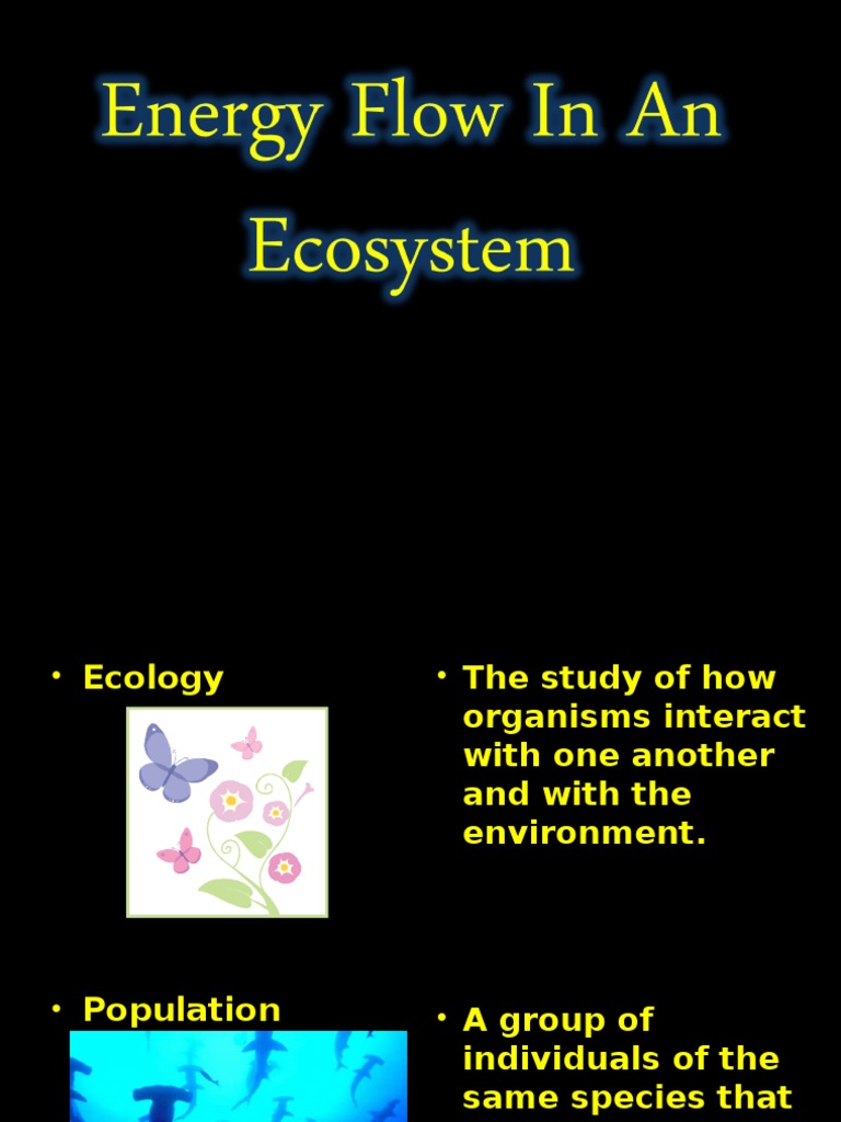 Ecosystem Components and Energy Flow | PDF | Food Web | Ecosystem