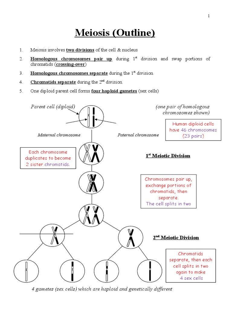 Meiosis Summary | Download Free PDF | Meiosis | Chromosome