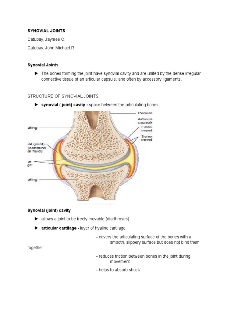 Anatomy: Synovial Joints | PDF | Anatomical Terms Of Motion | Joints