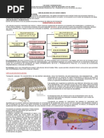 Apoplasto y Simplasto | PDF