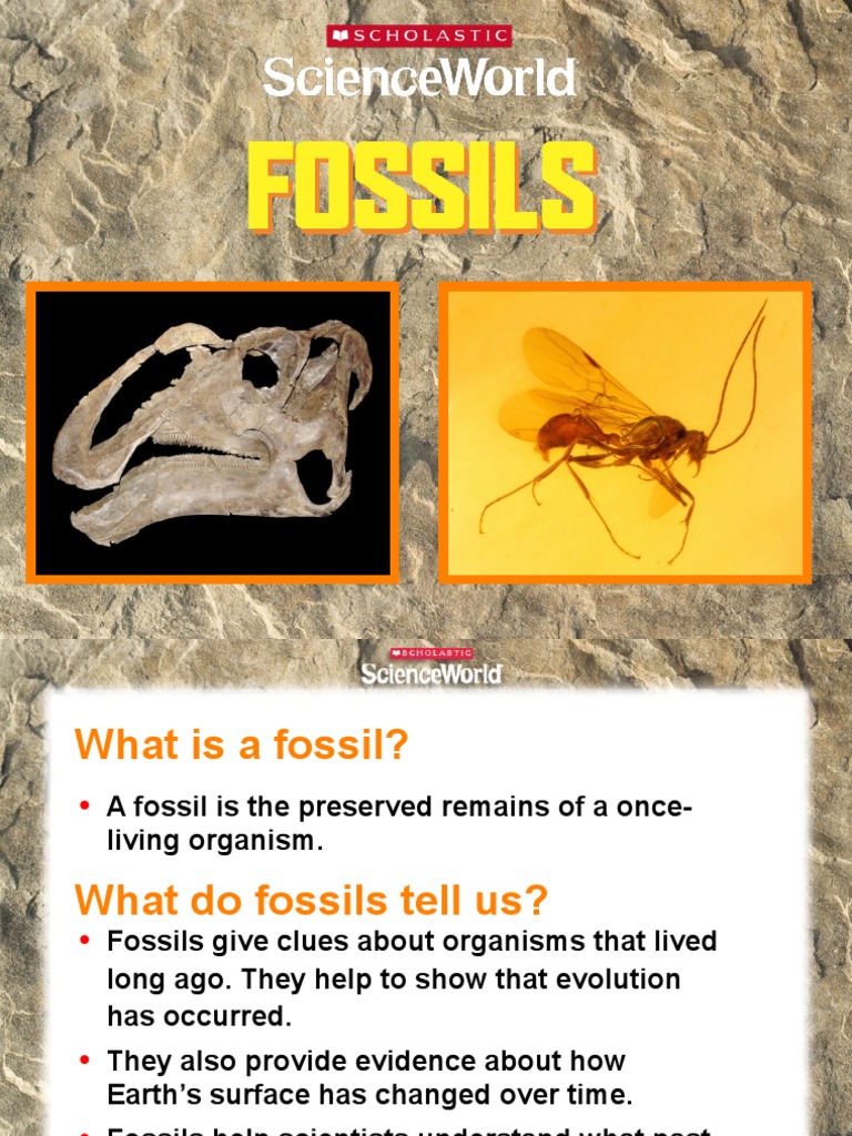 SW Powerpoint Fossils | PDF | Fossil | Rock (Geology)