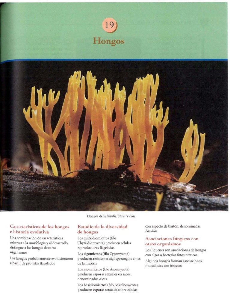 Hongos Introduccion A La Botanica Murray | PDF | Hongo | Espora