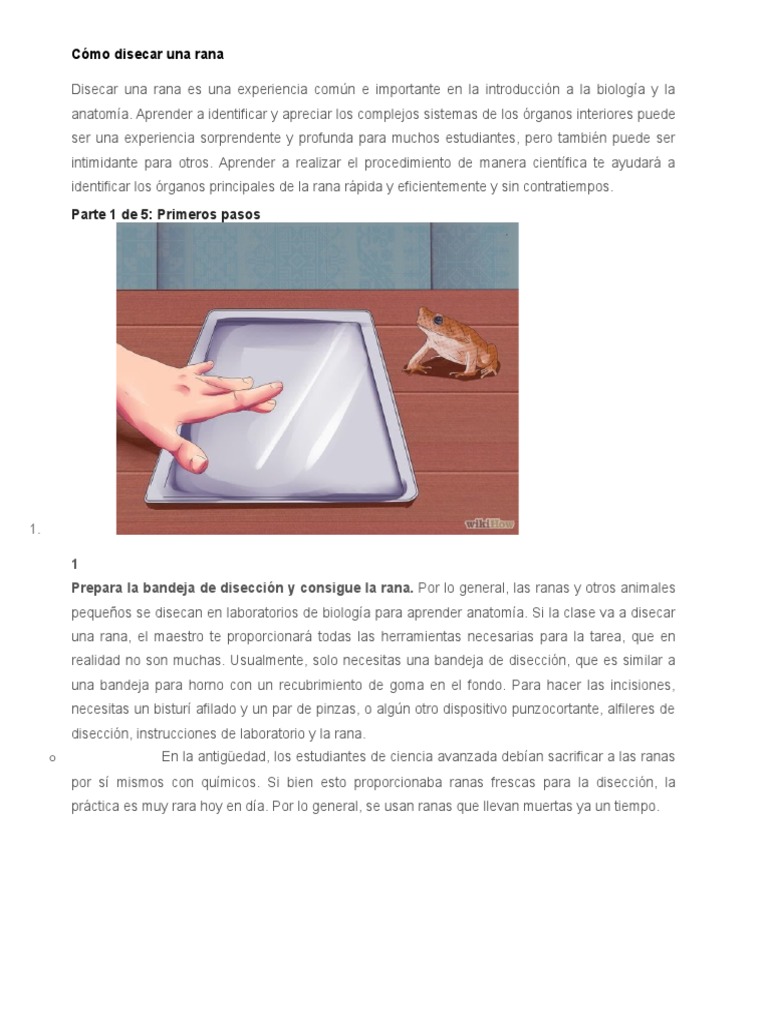 Guía para disecar una rana | PDF | Estómago | Sistema digestivo humano