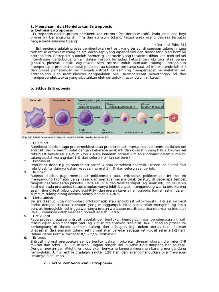 Proses Eritropoesis dan Fungsinya | PDF