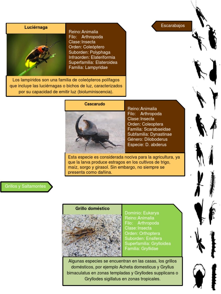 Insectos Catalogo | PDF | Abejas | Insectos