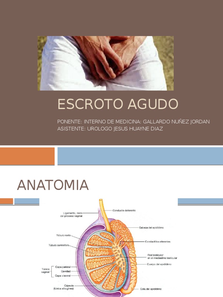Escroto Agudo | PDF | Testículo | Especialidades Medicas