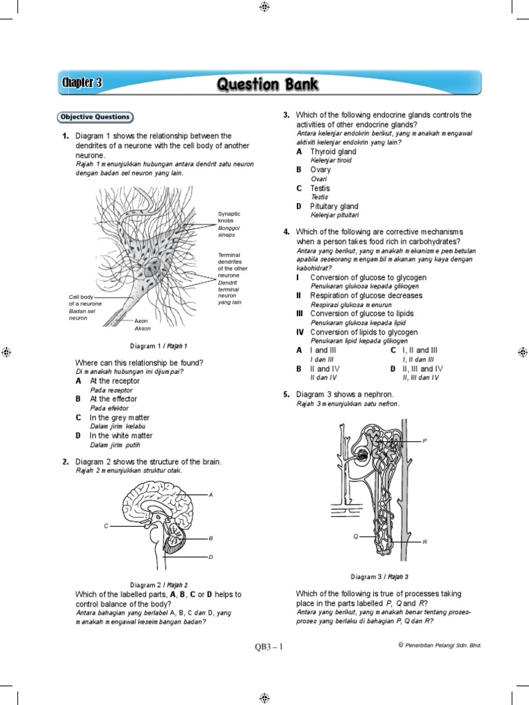 Biology Form 5 Coordination & Support | PDF | Neuron | Glycogen