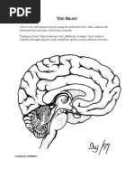 Brain Hemisphere Hat | PDF | Cerebral Hemisphere | Neuroanatomy