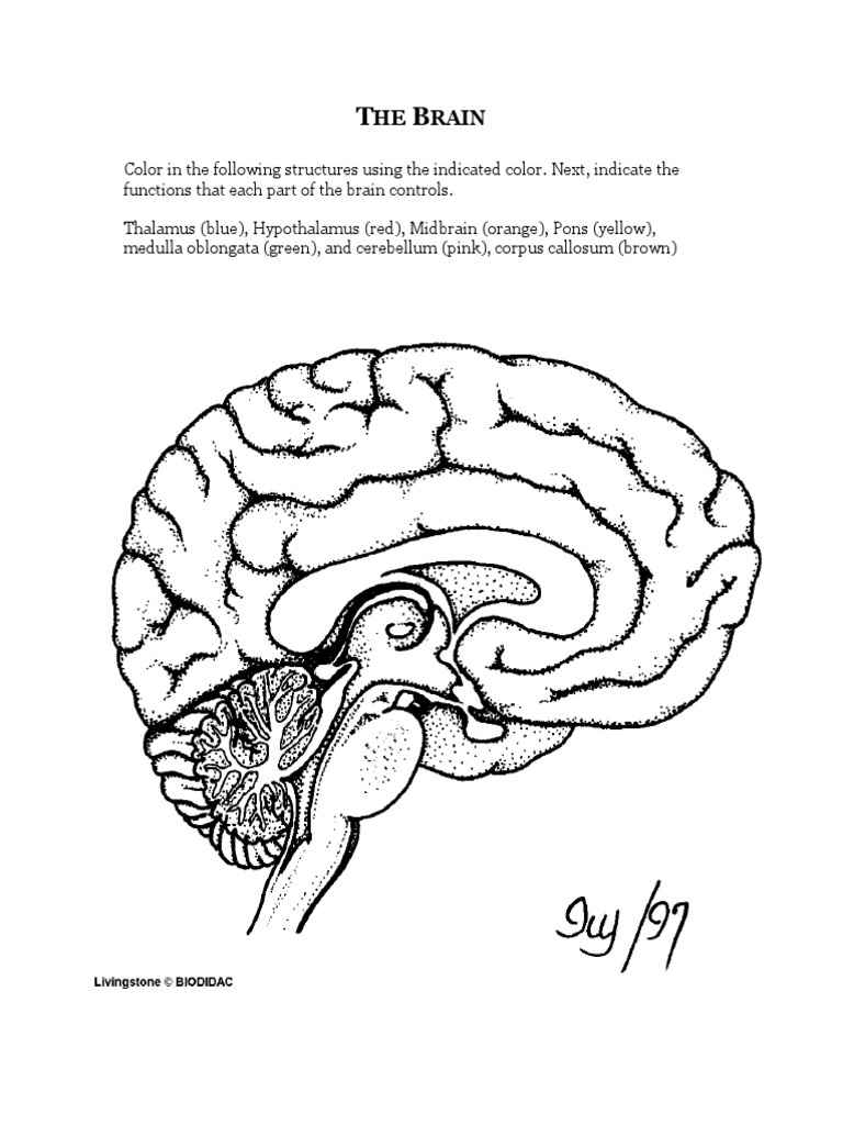 AP Psych Anatomy The Brain - Coloring Worksheet - Visual Map | PDF ...