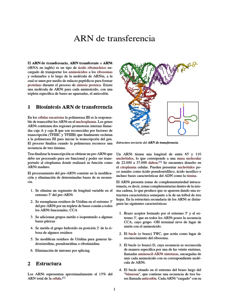ARN de Transferencia | PDF | Rna | La expresion genica