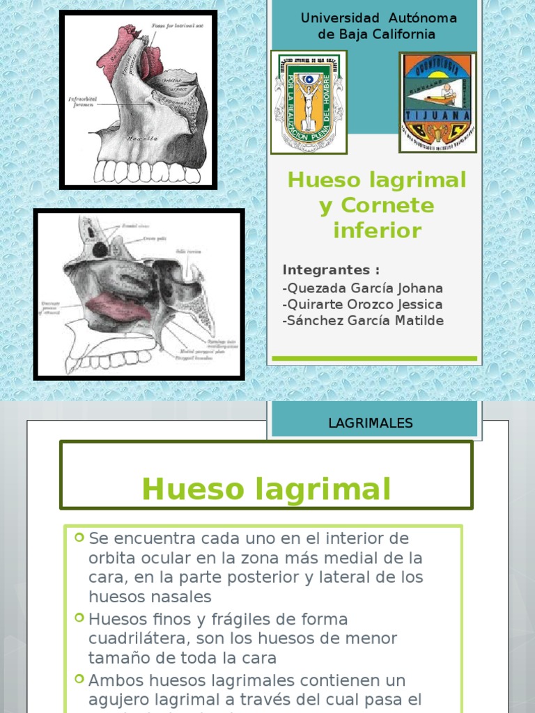 Hueso Lagrimal y Cornete Inferior | Sistema esquelético | Sistema ...