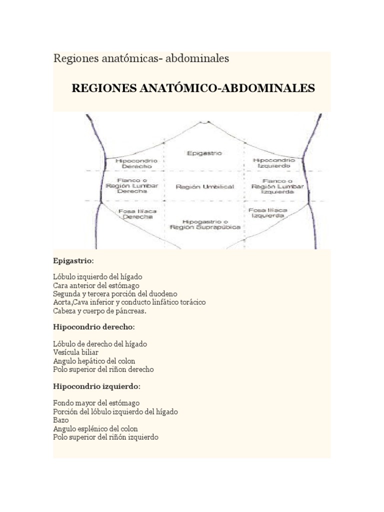 Regiones Anatómicas | PDF