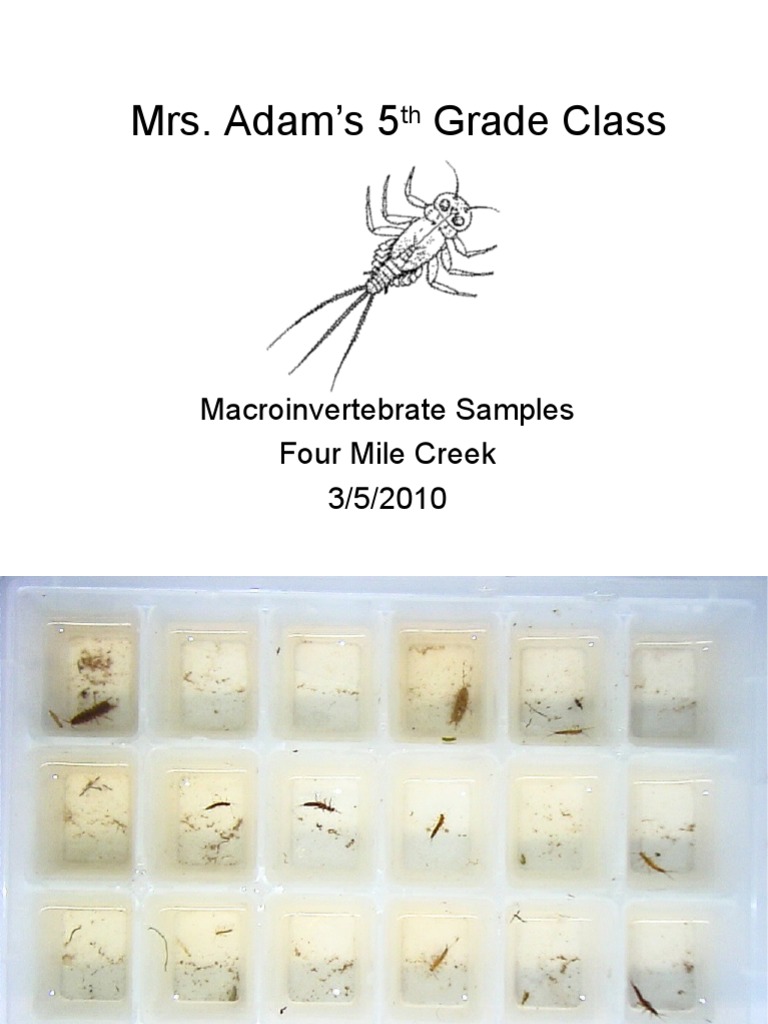 Macroinvertebrate Samples Report | PDF