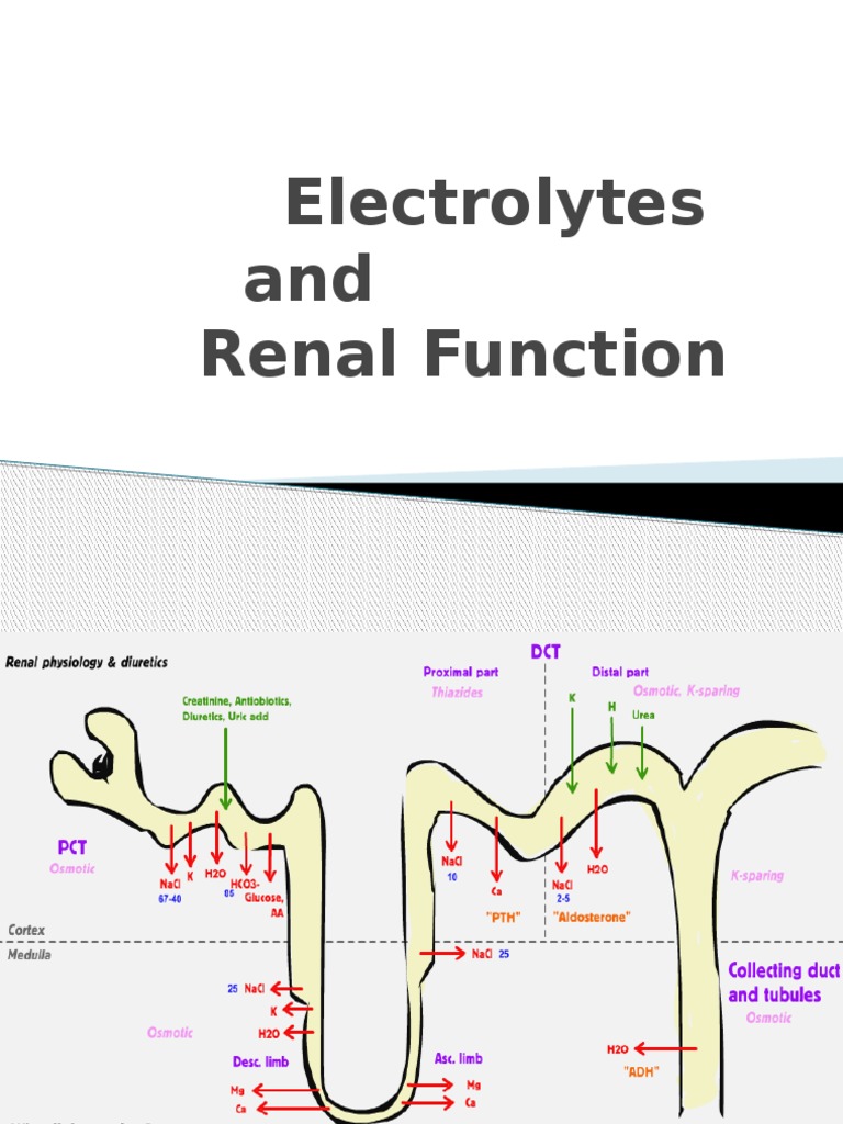 Electrolytes and Renal Function | PDF | Wellness | Science & Mathematics