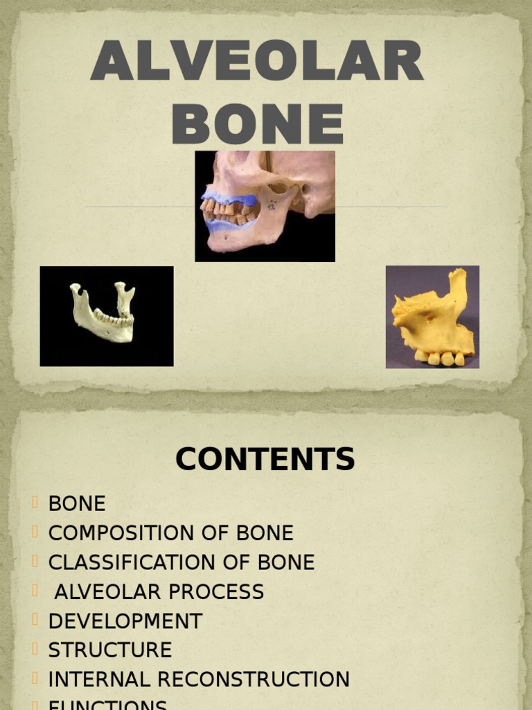 Alveolar Bone | Bone | Human Tooth