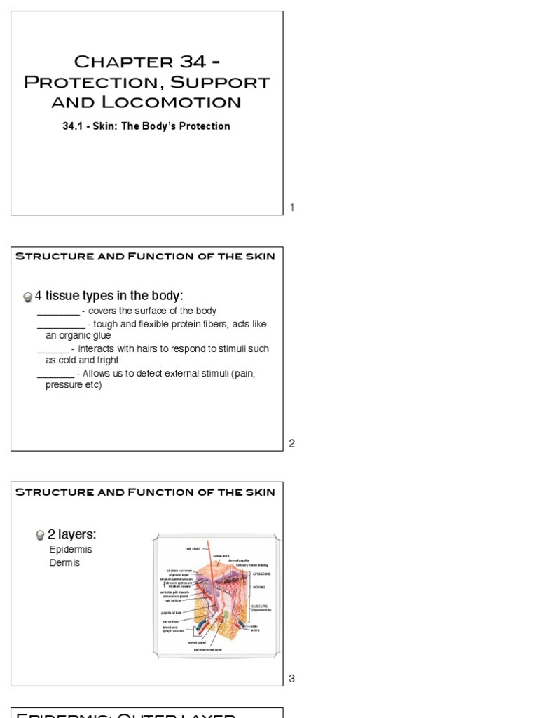 Protection, Support and Locomotion Handout | PDF | Bone | Skeletal Muscle