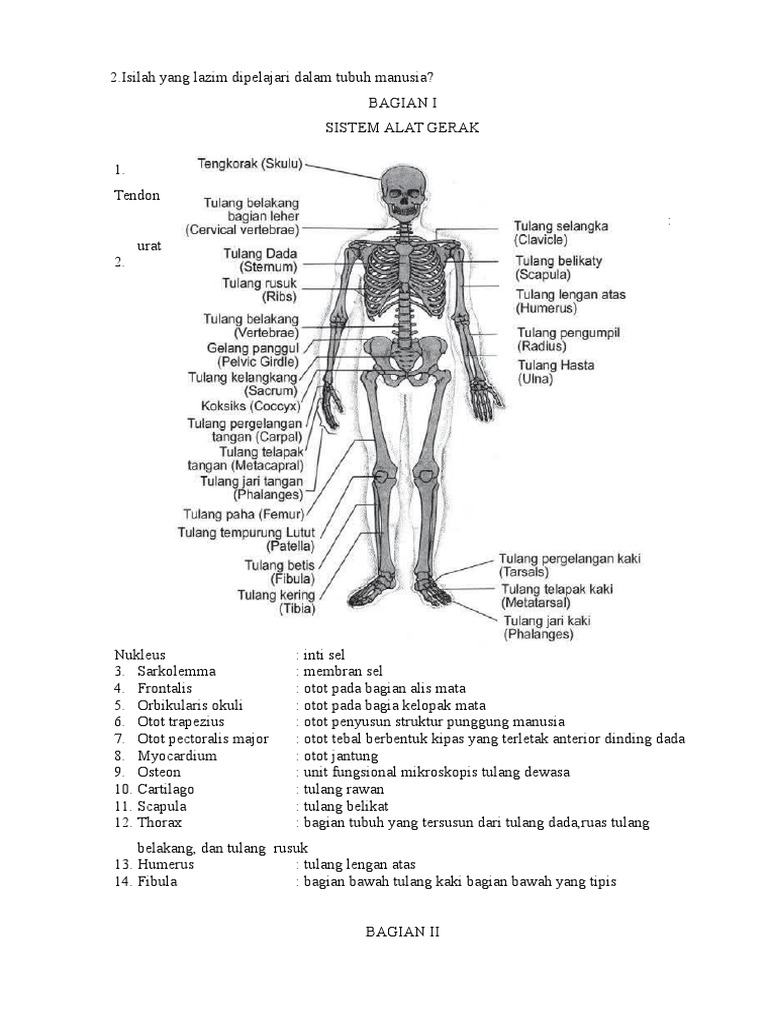 Istilah Terminologi Anatomi Fisiologi Manusia | PDF