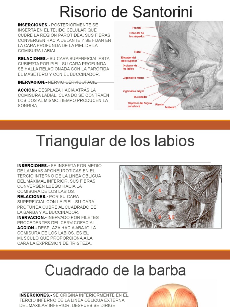 Risorio de Santorini | PDF