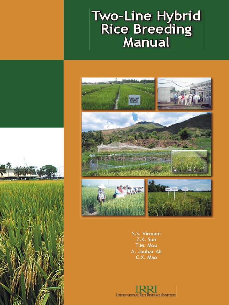 2 Line Hybrid Rice Breeding | PDF | Plant Breeding | Hybrid (Biology)
