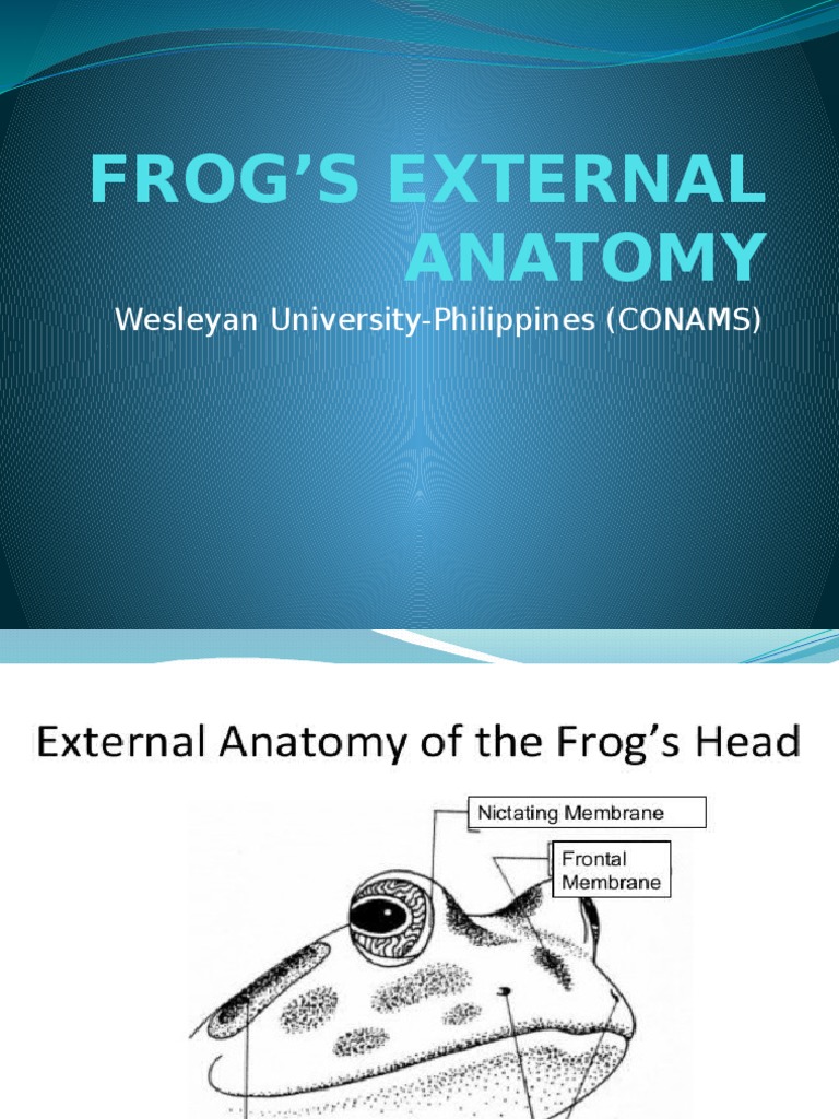 Frogs External Anatomy | PDF | Frog | Anatomy