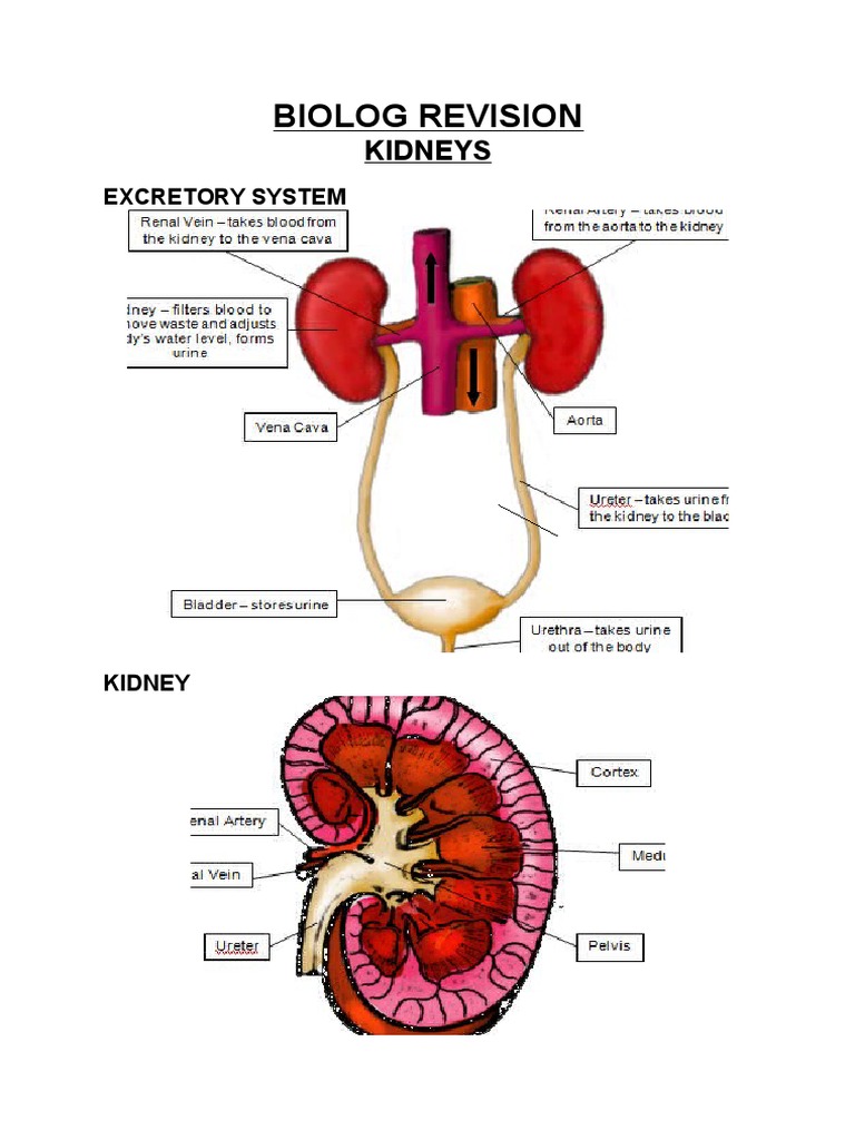 WJEC GCSE Biology - Kidneys | PDF | Kidney | Dialysis