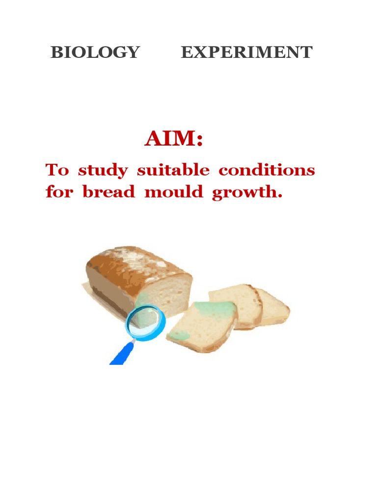 Bio Class 11 Bread Mold Experiment | PDF | Mold | Fungus