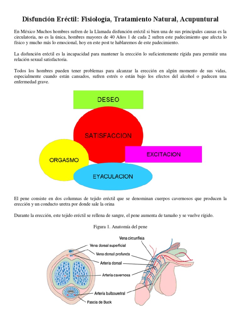 Disfunción Eréctil: Fisiología y Tratamientos | PDF | Disfunción ...