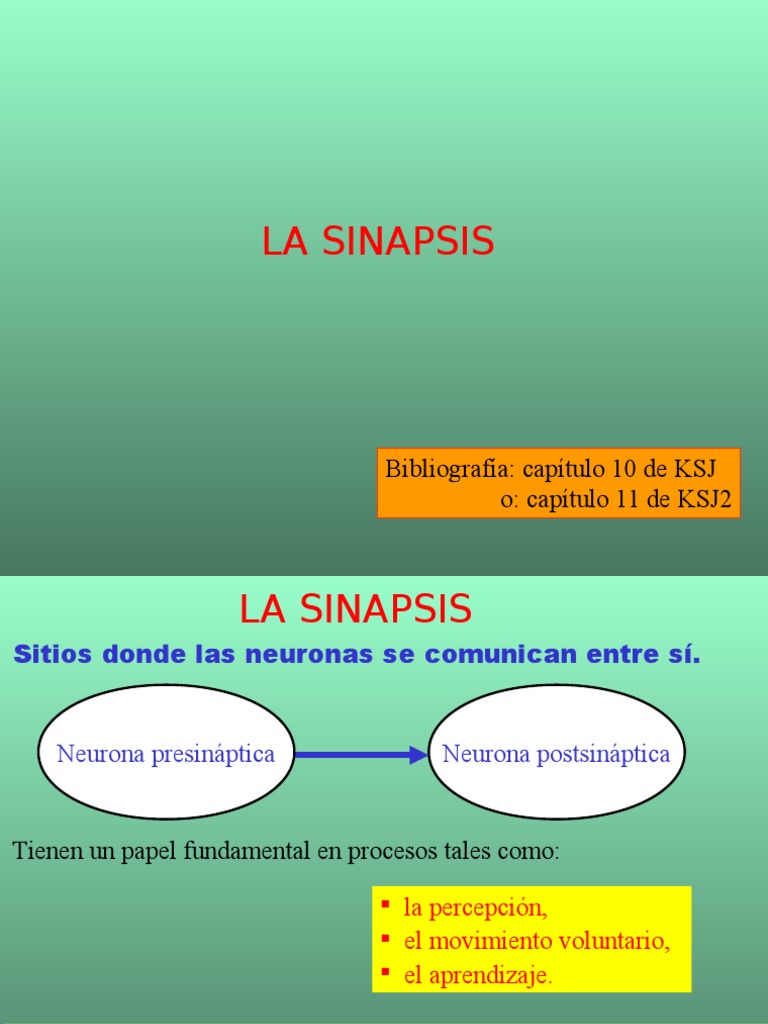 Tipos y Funciones de la Sinapsis | PDF | Sinapsis | Neurona
