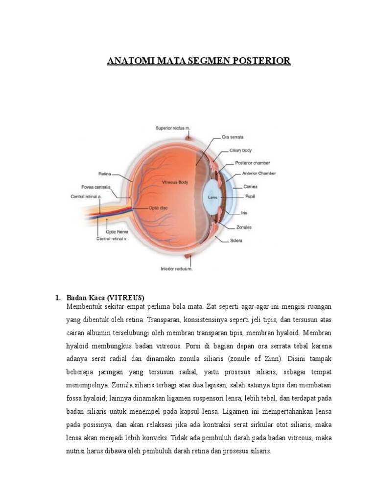 Anatomi Segmen Posterior | PDF