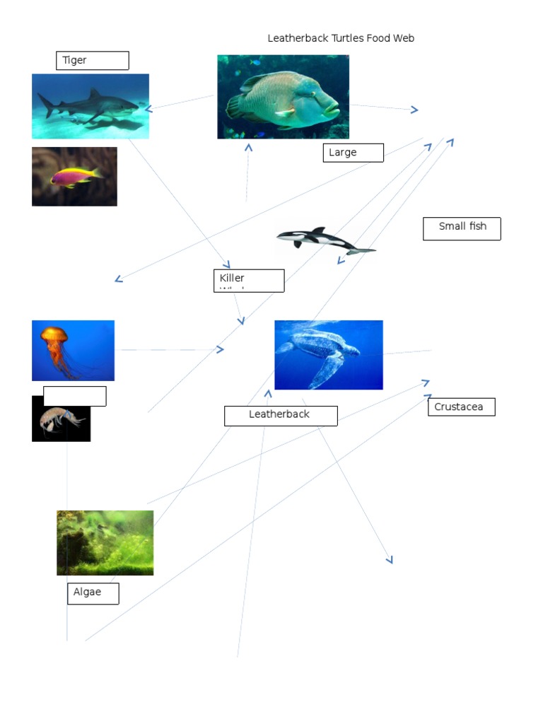 Leatherback Turtles Food Web | PDF